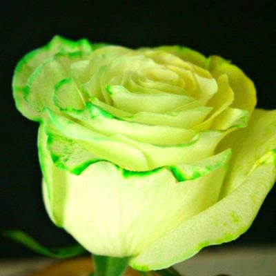 How To Dye Roses With Food Coloring - Easy Peasy Creative Ideas