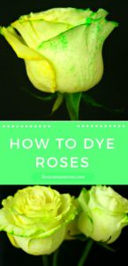 How To Dye Roses At Home, Easy Peasy DIY With Food Coloring