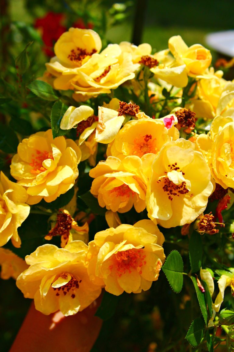 Brilliant Homemade Aphid Spray That Works! - Easy Peasy Creative Ideas