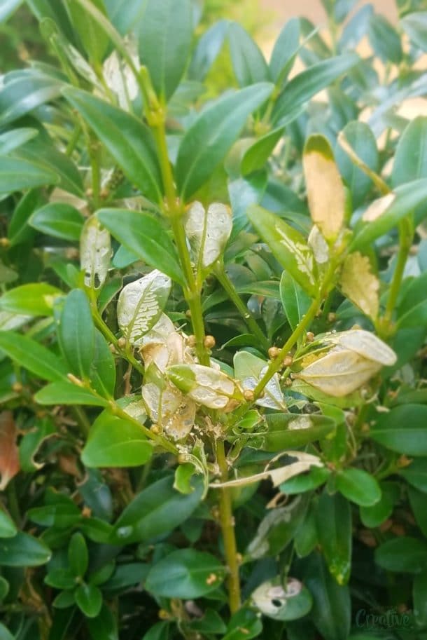 Boost Your Garden's Health with a DIY Box Tree Caterpillar Killer ...