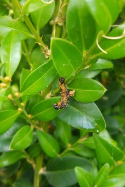 Boost Your Garden's Health with a DIY Box Tree Caterpillar Killer ...