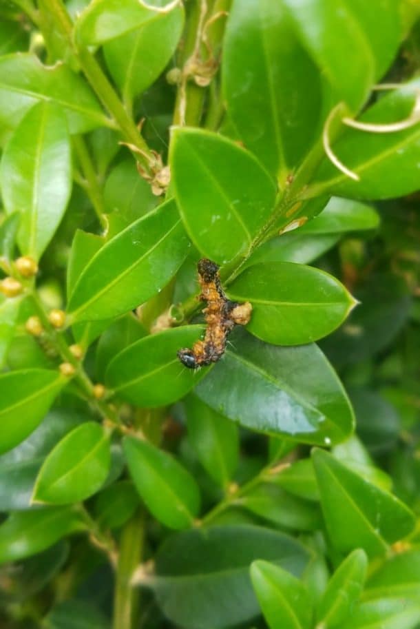 Boost Your Garden's Health with a DIY Box Tree Caterpillar Killer ...