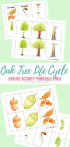 Oak Tree Life Cycle, Fun Fall Nature Activity For Kids
