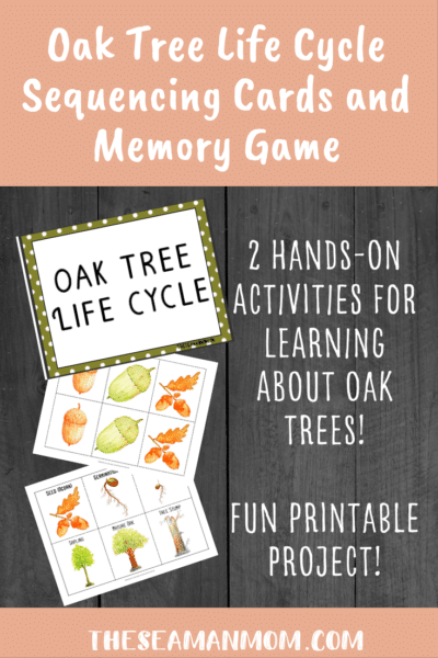 Oak Tree Life Cycle, Fun Fall Nature Activity For Kids