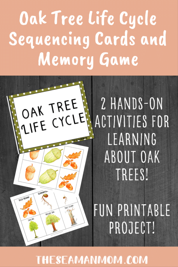 Oak Tree Life Cycle, Fun Fall Nature Activity For Kids